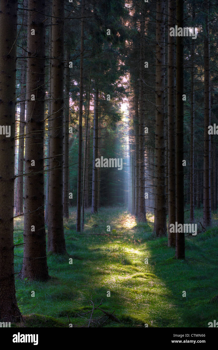 Sunrise in a dark pine forest: first sunbeams lighten up grass and moss ...