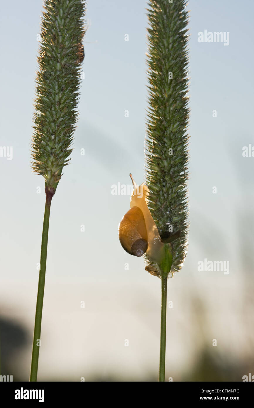 Ear snail hi-res stock photography and images - Alamy