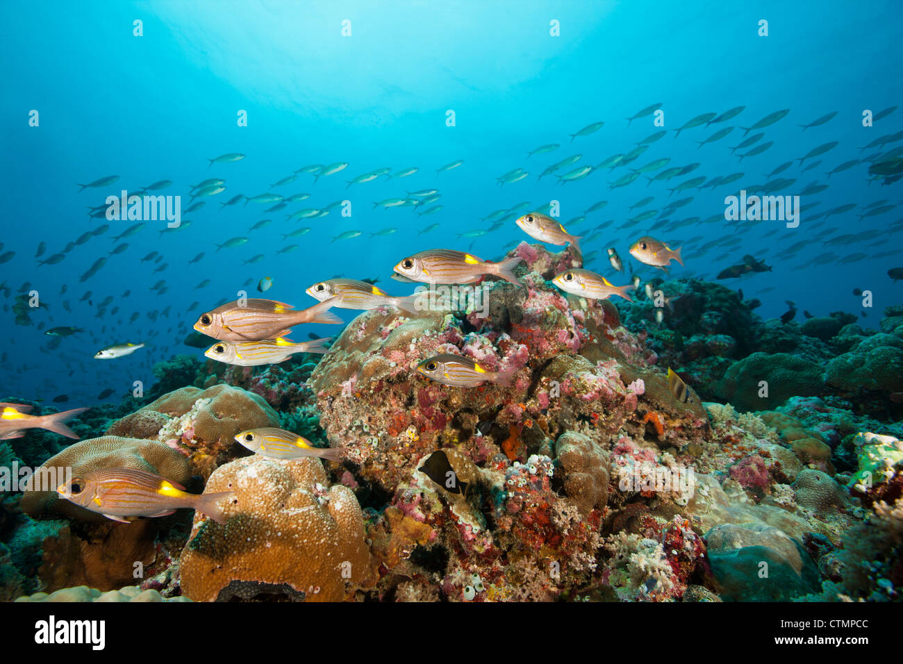 Striped tropical fish hi-res stock photography and images - Alamy