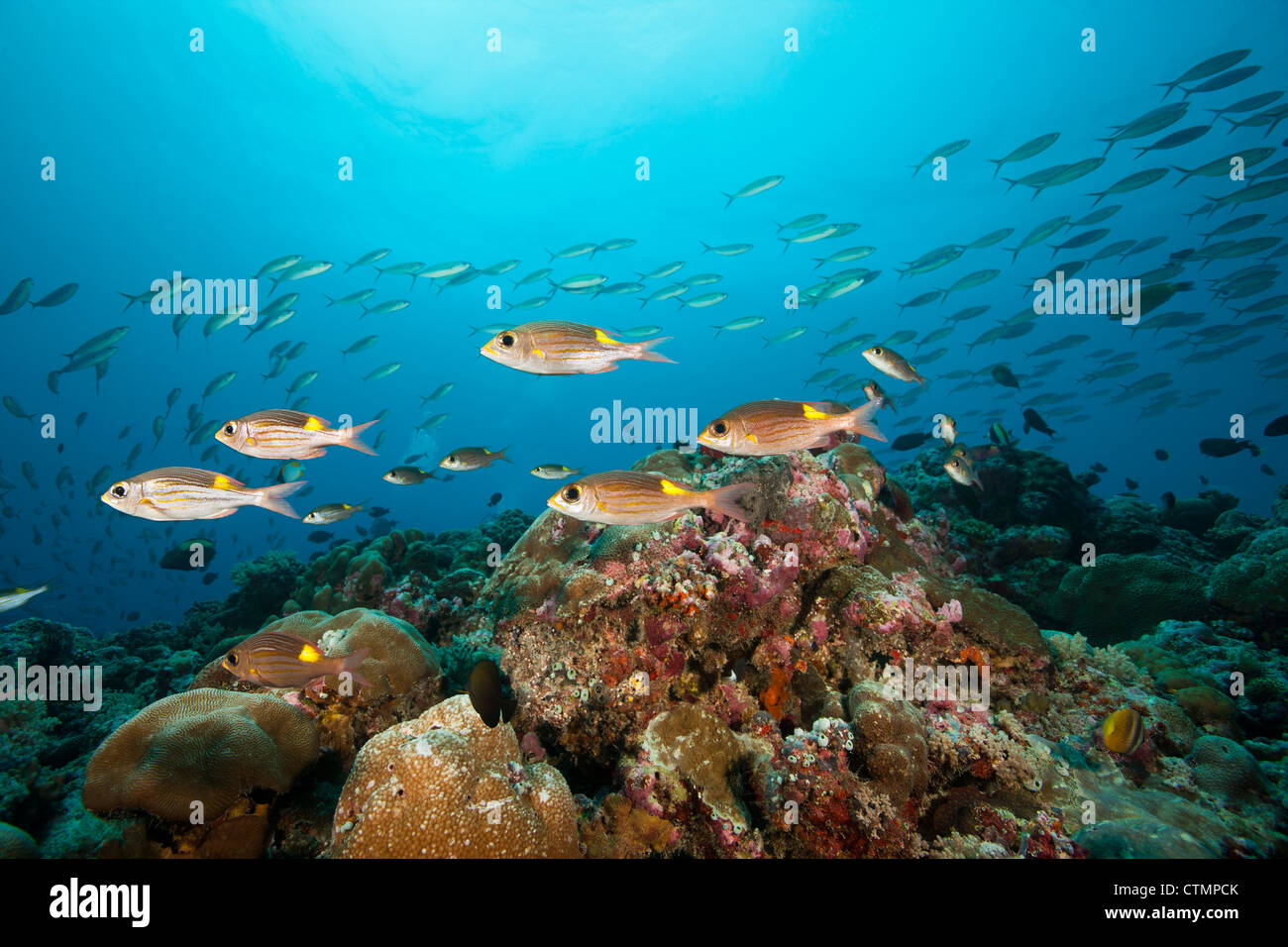 Striped tropical fish hi-res stock photography and images - Alamy