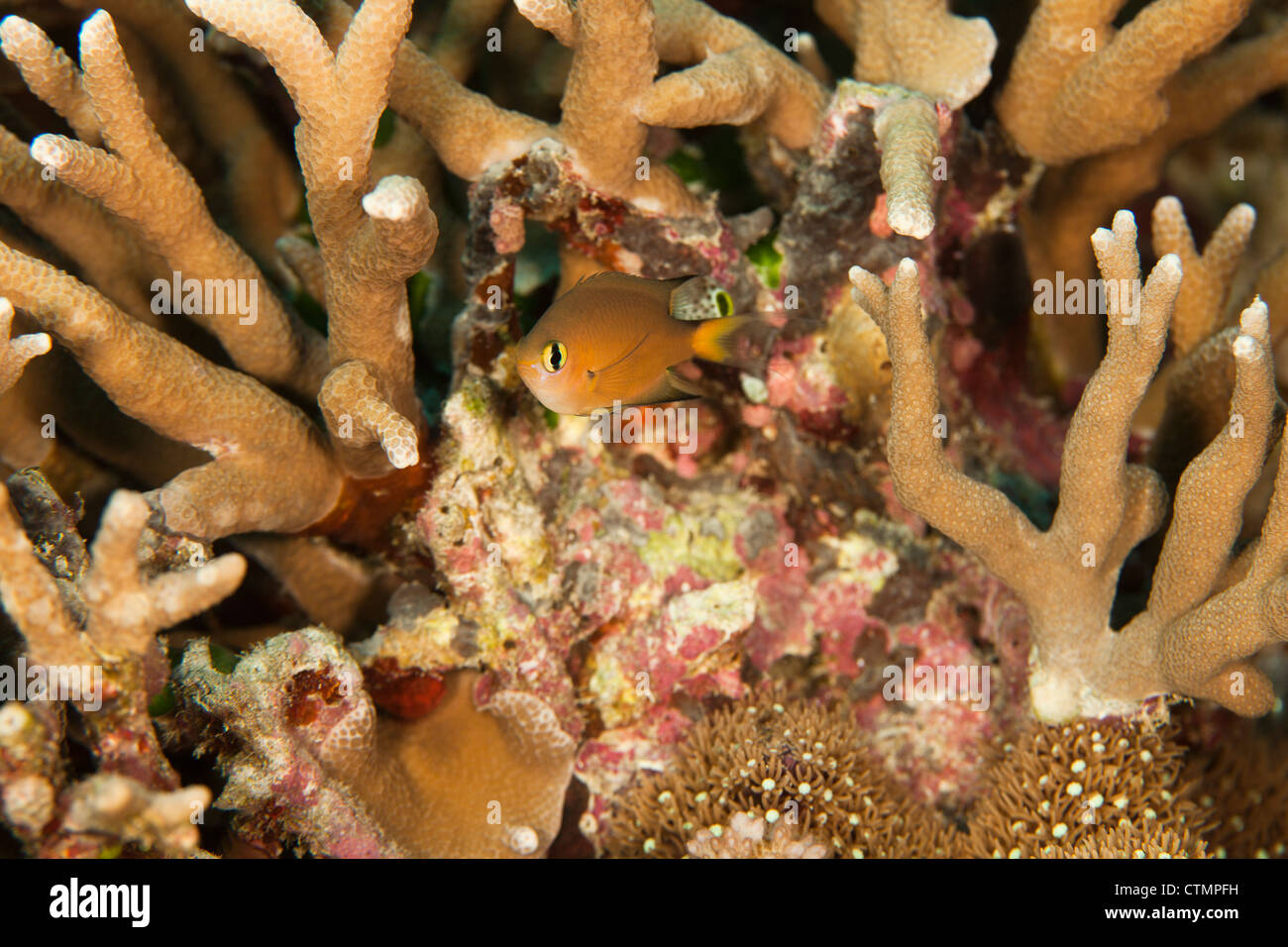 Reef chromis hi-res stock photography and images - Alamy