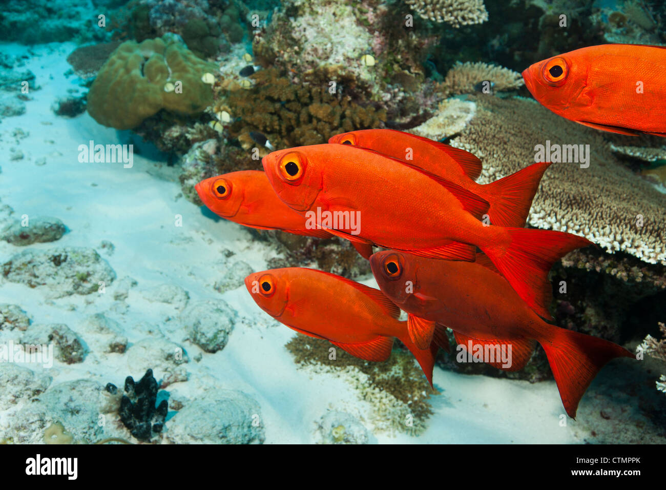 Crescent tail bigeye fish hi-res stock photography and images - Alamy