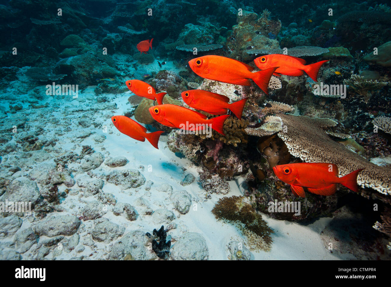 Crescent-tail Bigeye (Priacanthus hamrur) on a tropical coral reef in ...