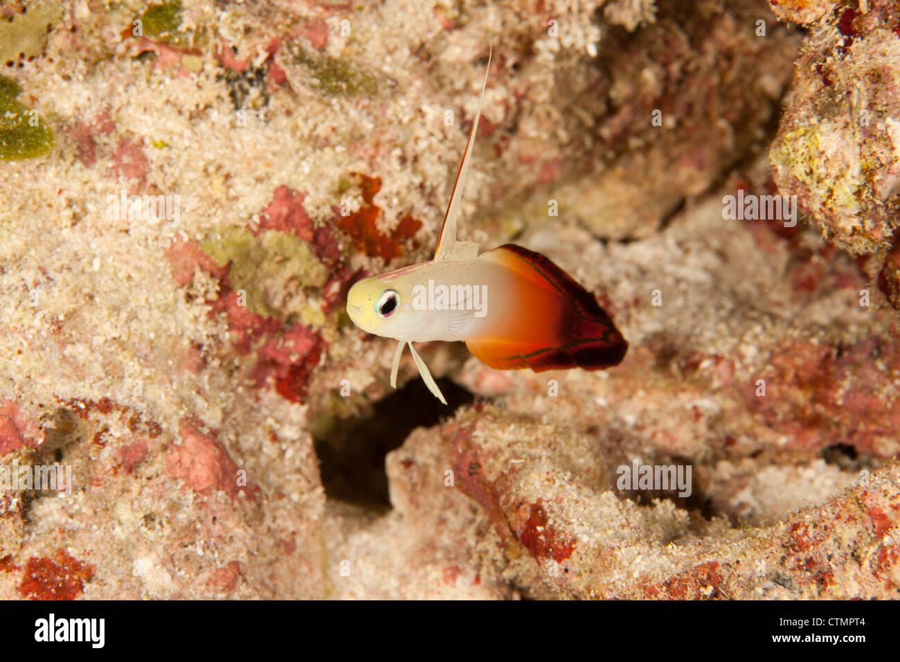 Fire Dartfish (Nemateleotris magnifica) on a tropical coral reef in ...