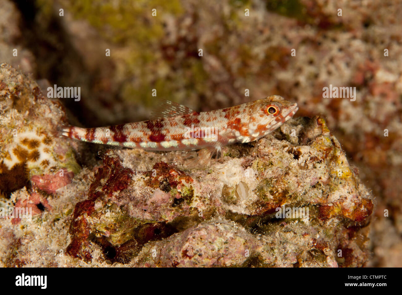 Reef Lizardfish (Synodus variegatus) on a tropical coral reef in Ulong ...
