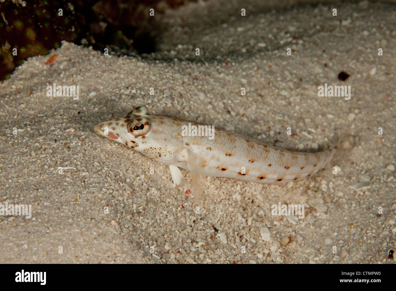 Latticed Sandperch (Parapercis clathrata) on a tropical coral reef in ...