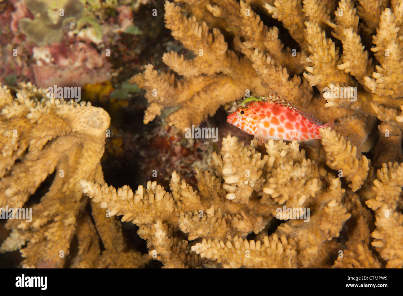 Pixy Hawkfish (Cirrhitichthys oxycephalus) on a tropical coral reef in ...