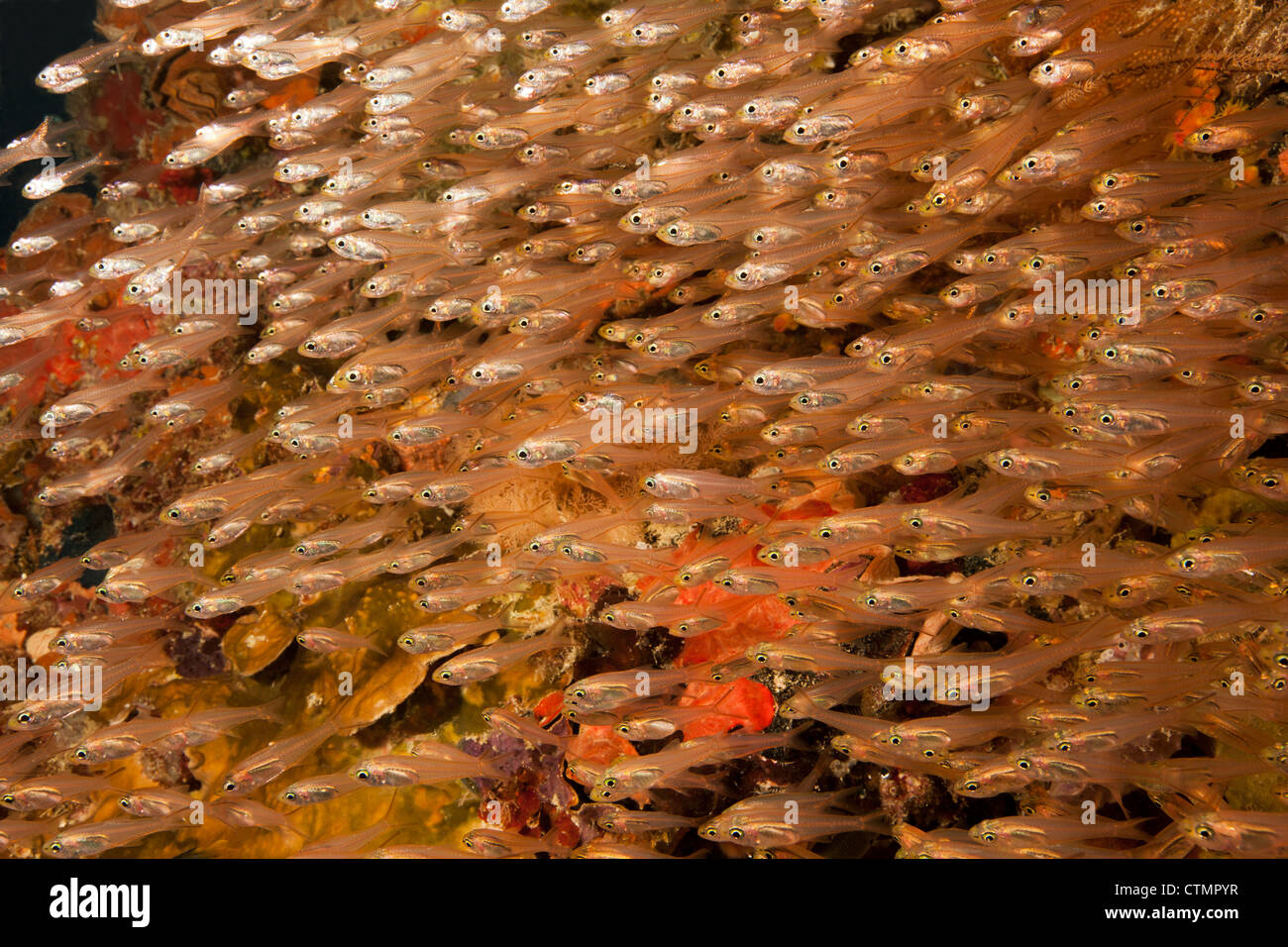 A large school of Glassfish on the mast of the Chuyo Maru wreck, a 272 ...