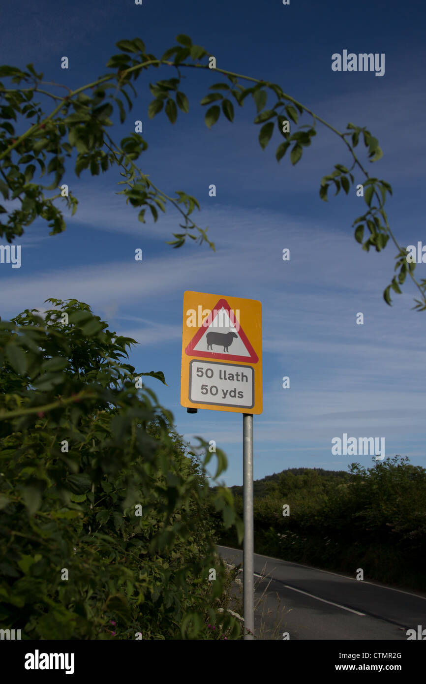 Beware sheep visual sign near Machynlleth, Wales Stock Photo - Alamy