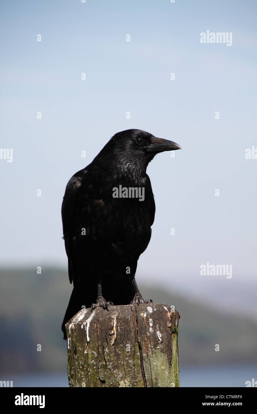 The Carrion Crow (Corvus corone Stock Photo - Alamy