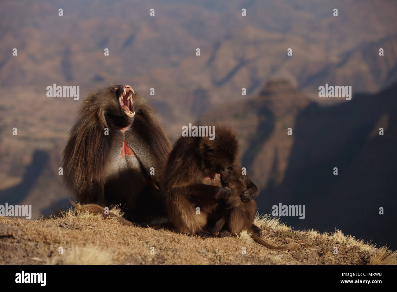 Gelada Baboon (Theropithecus gelada) male, female and baby on cliff ...