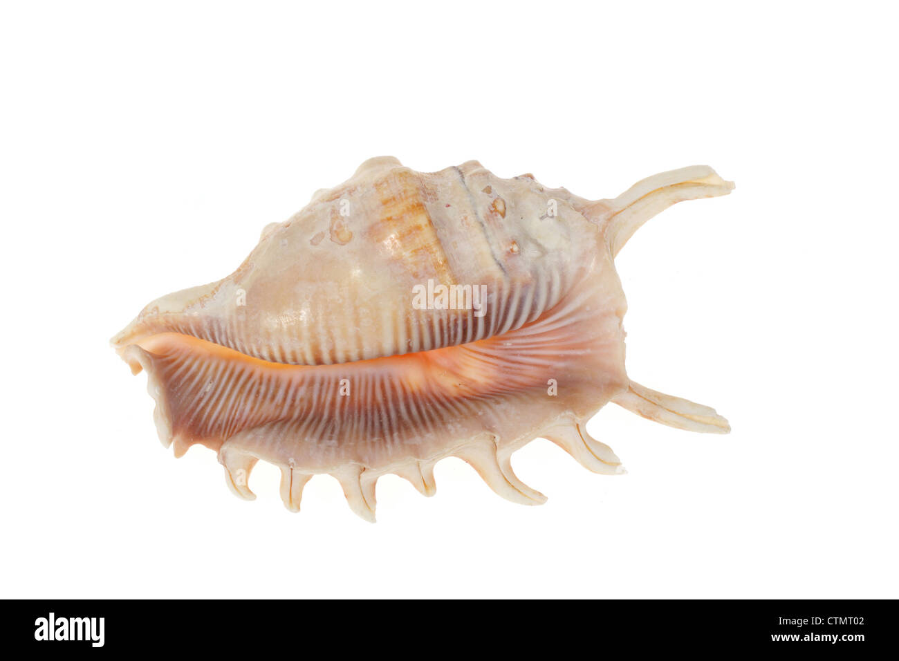 Photo rare beach hi-res stock photography and images - Alamy