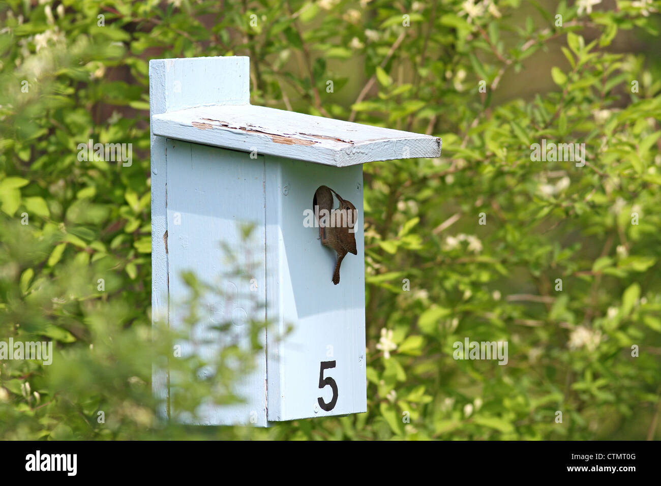 Carolina wren nest hi-res stock photography and images - Alamy