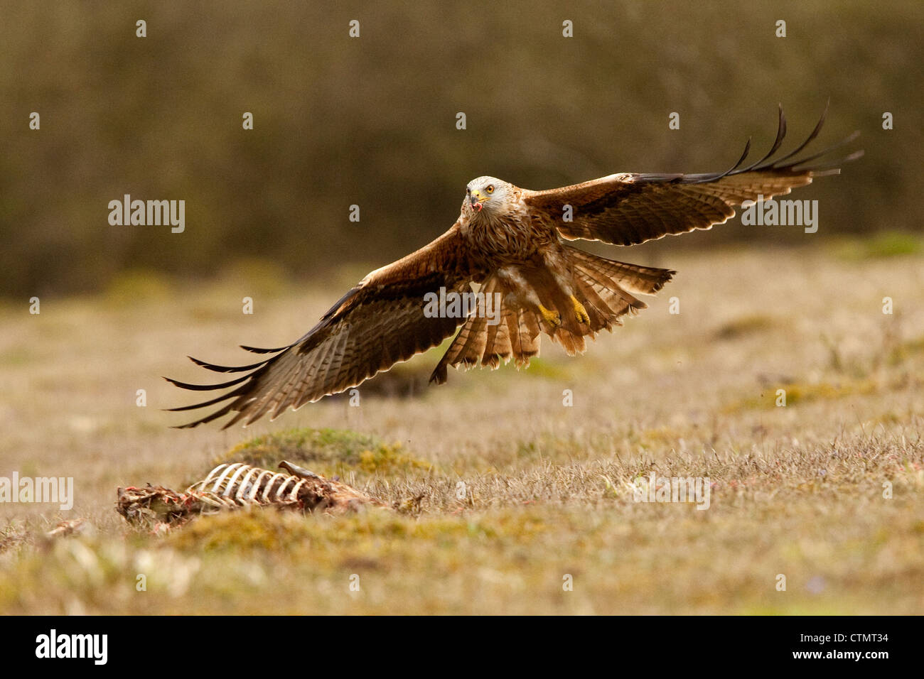 Red Kite flying over a Muntjac deer carcass Stock Photo - Alamy