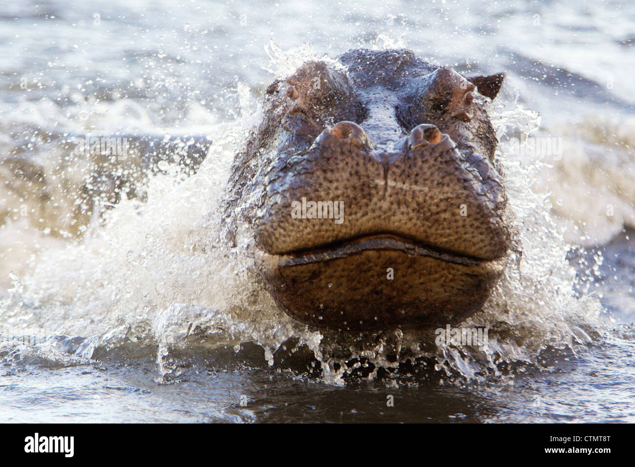 A close-up of a Hippo charging a boat, Chobe National Park, Botswana ...