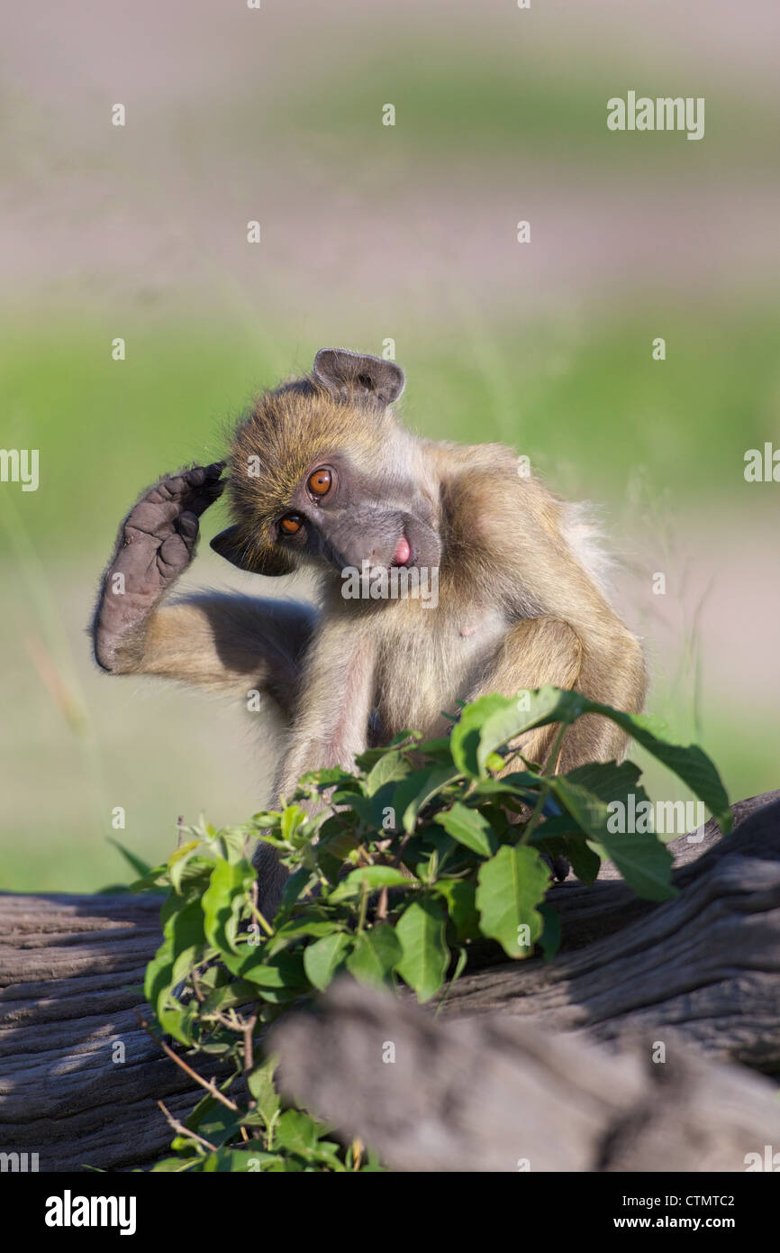 Monkey Scratching Head High Resolution Stock Photography and Images - Alamy