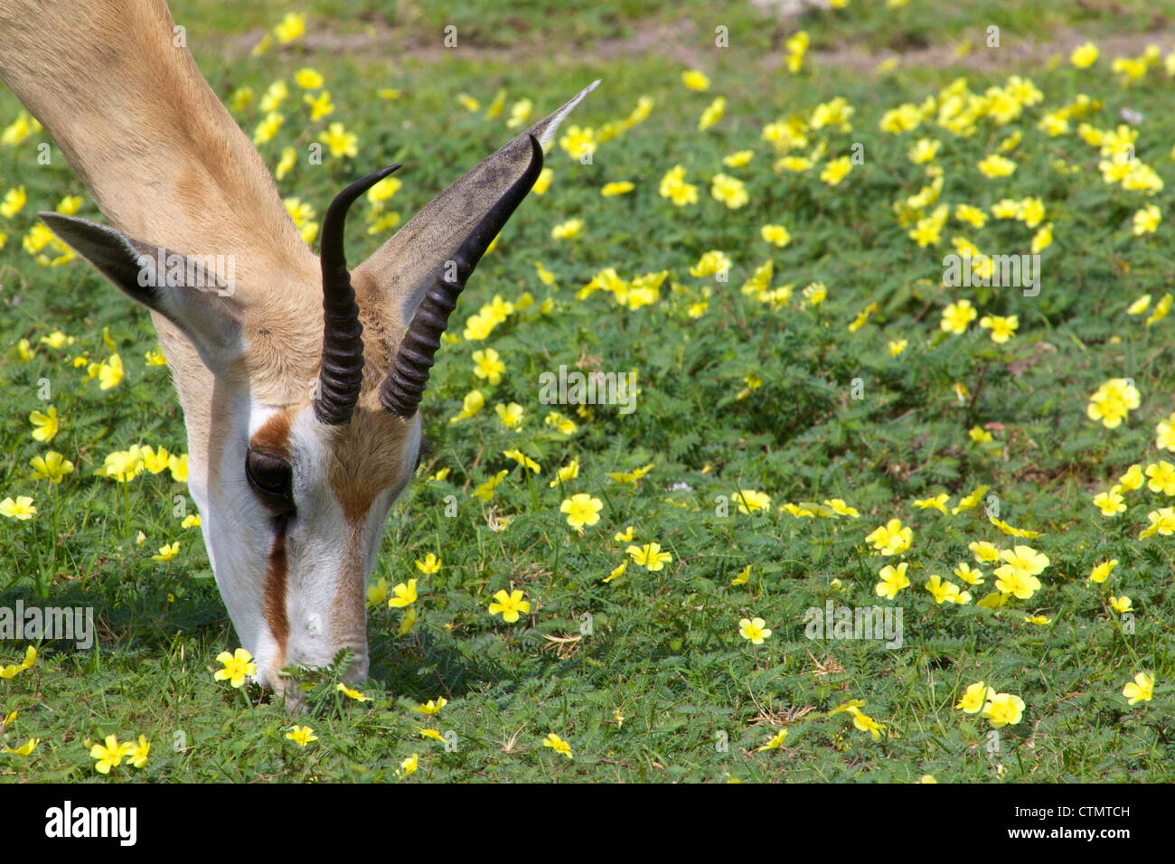 Springbok head hi-res stock photography and images - Alamy