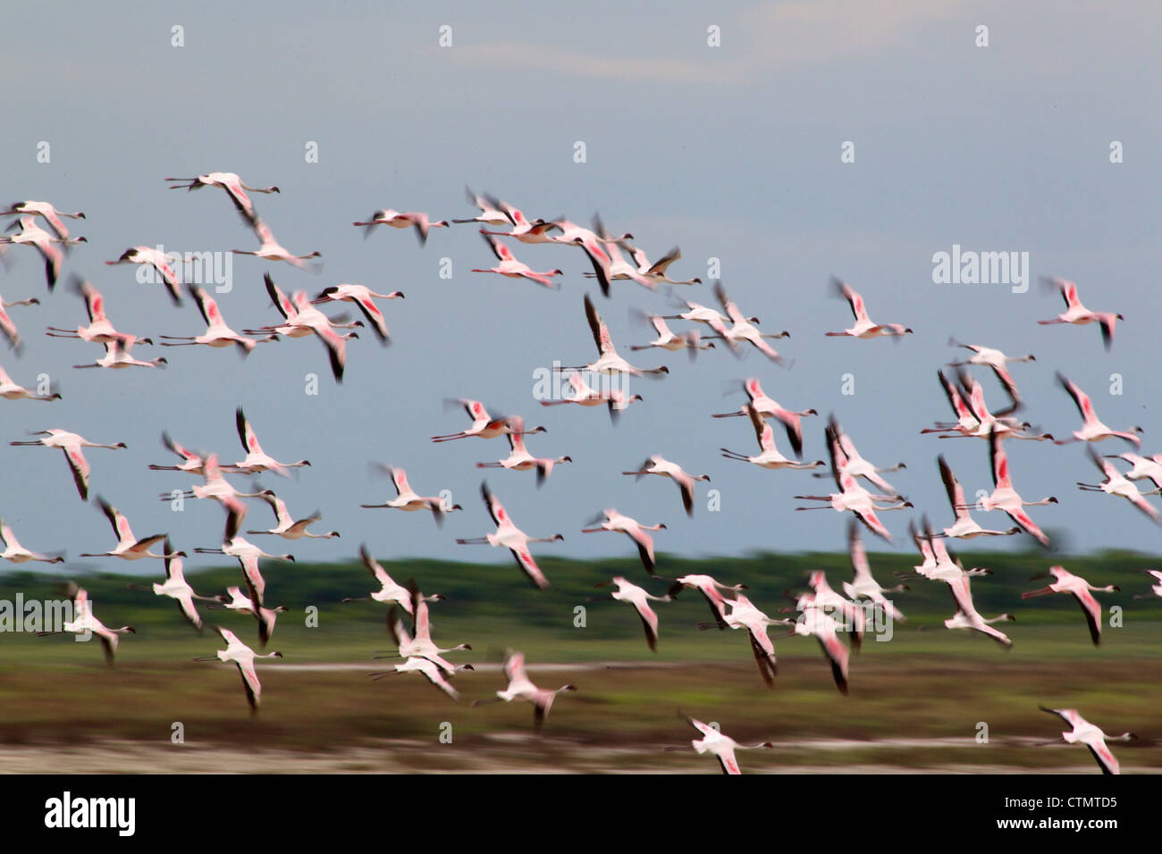 Flamingos in flight hi-res stock photography and images - Alamy
