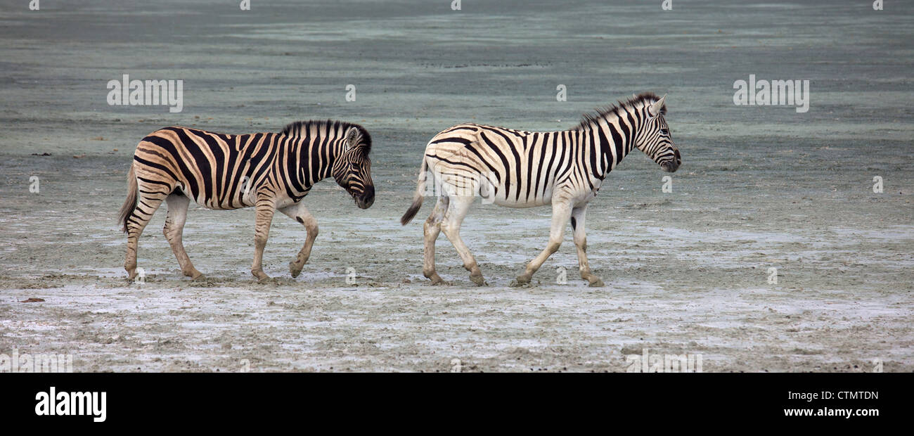 Zebra walking hi-res stock photography and images - Alamy