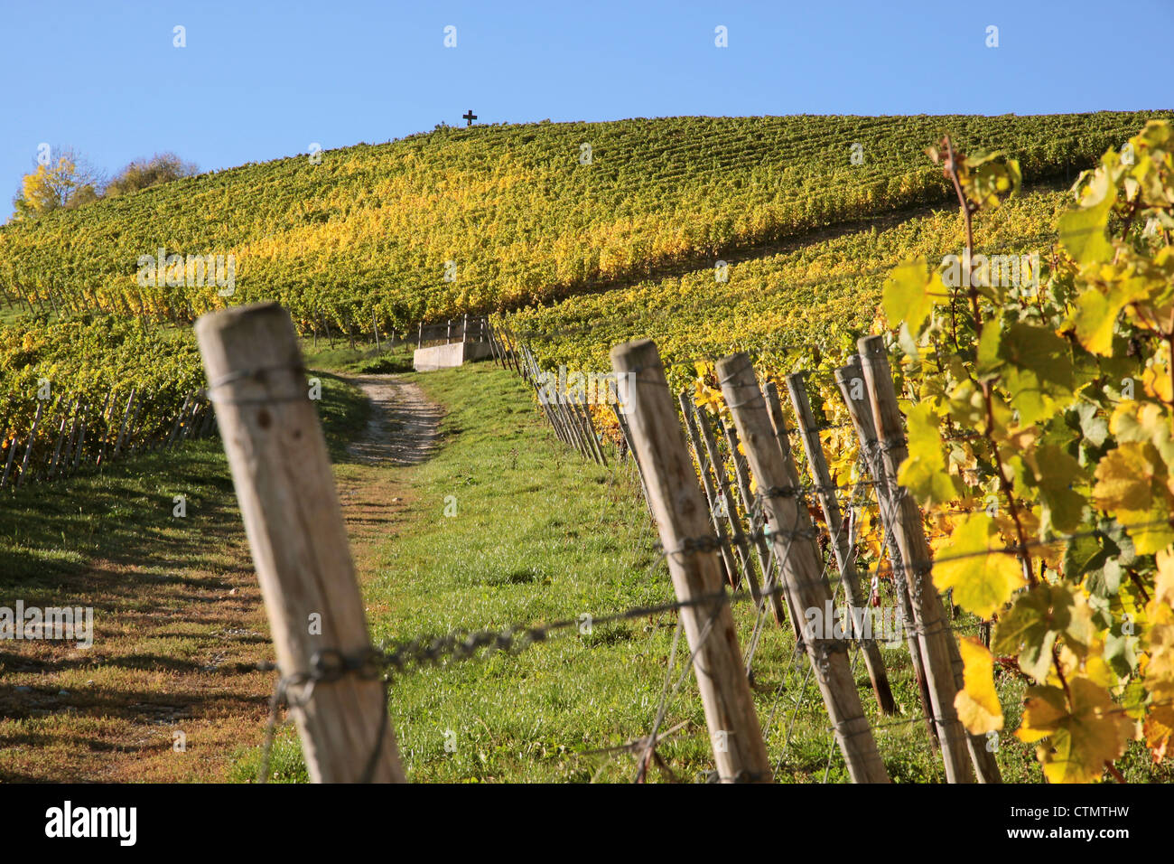 Rheingau vineyard hi-res stock photography and images - Alamy