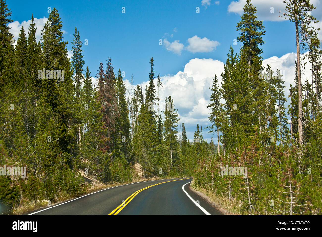 highway with painted lines in a forest Stock Photo - Alamy