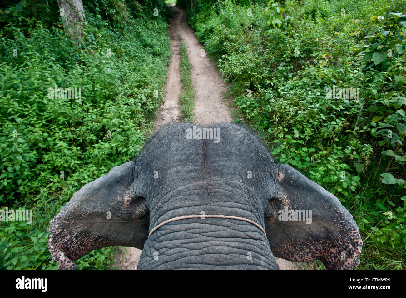 First person view of riding elephant in forest in Pai, Northern ...