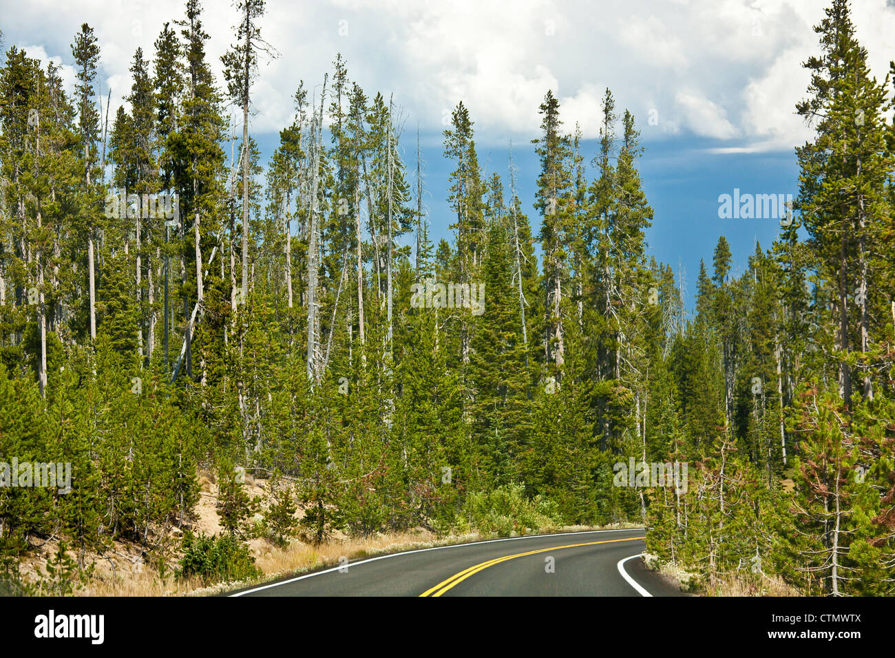 highway with painted lines in a forest Stock Photo - Alamy