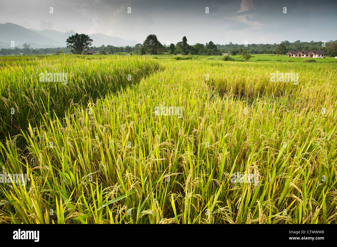 View of rice paddy field in Pai, Northern Thailand, Thailand Stock ...