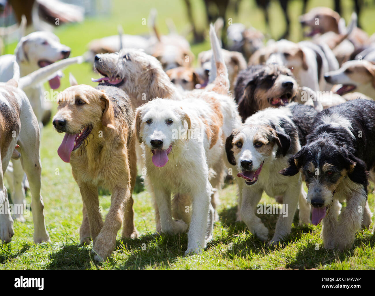 Fox Hunt Dogs High Resolution Stock Photography and Images - Alamy