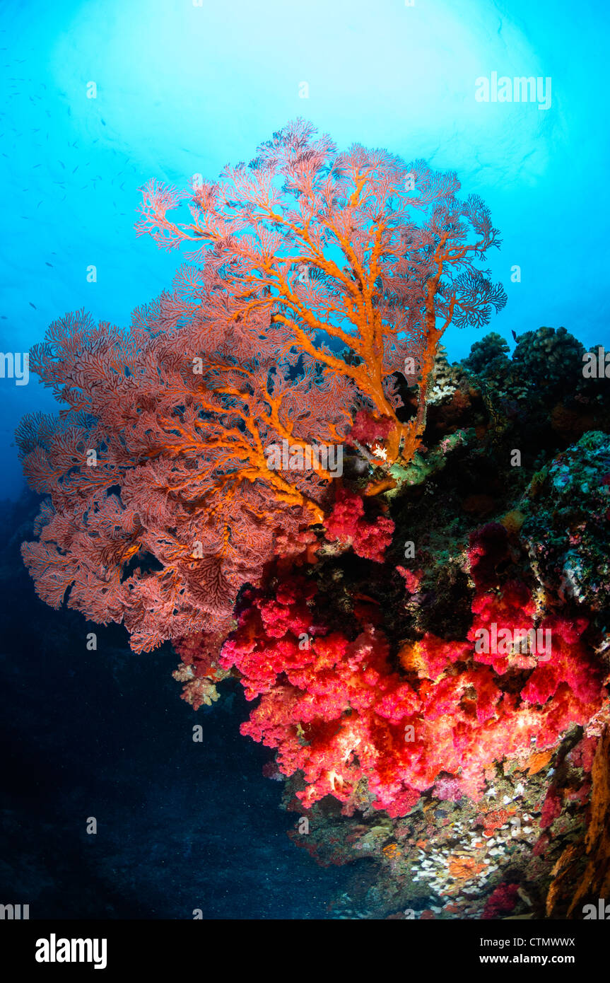 Soft Coral and Sea Fan. Fiji Stock Photo - Alamy