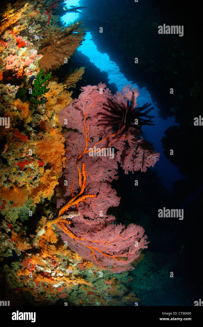 Crevice crinoid hi-res stock photography and images - Alamy