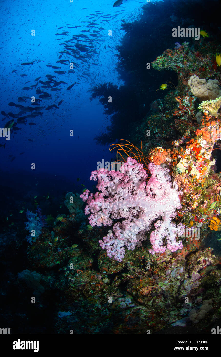 Coral vertical hi-res stock photography and images - Alamy