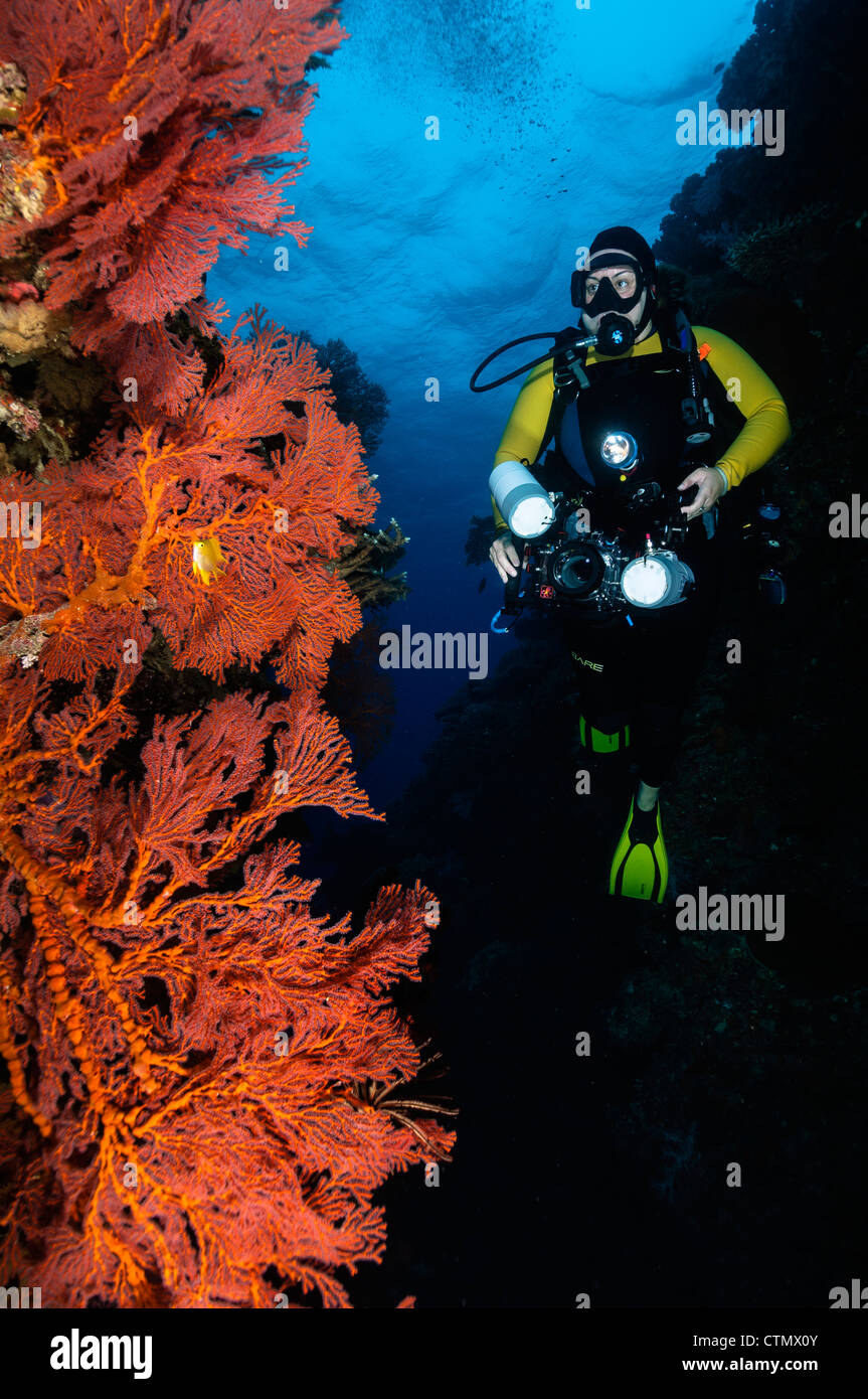 Diver and sea fans. Fiji Stock Photo - Alamy