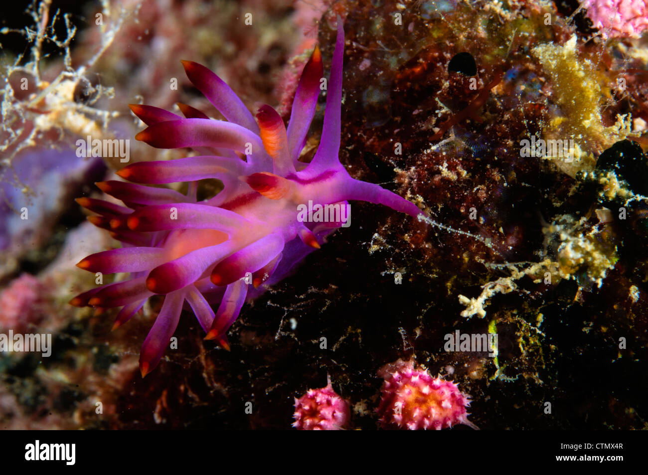 Opisthobranchia sea creatures underwater photography hi-res stock ...