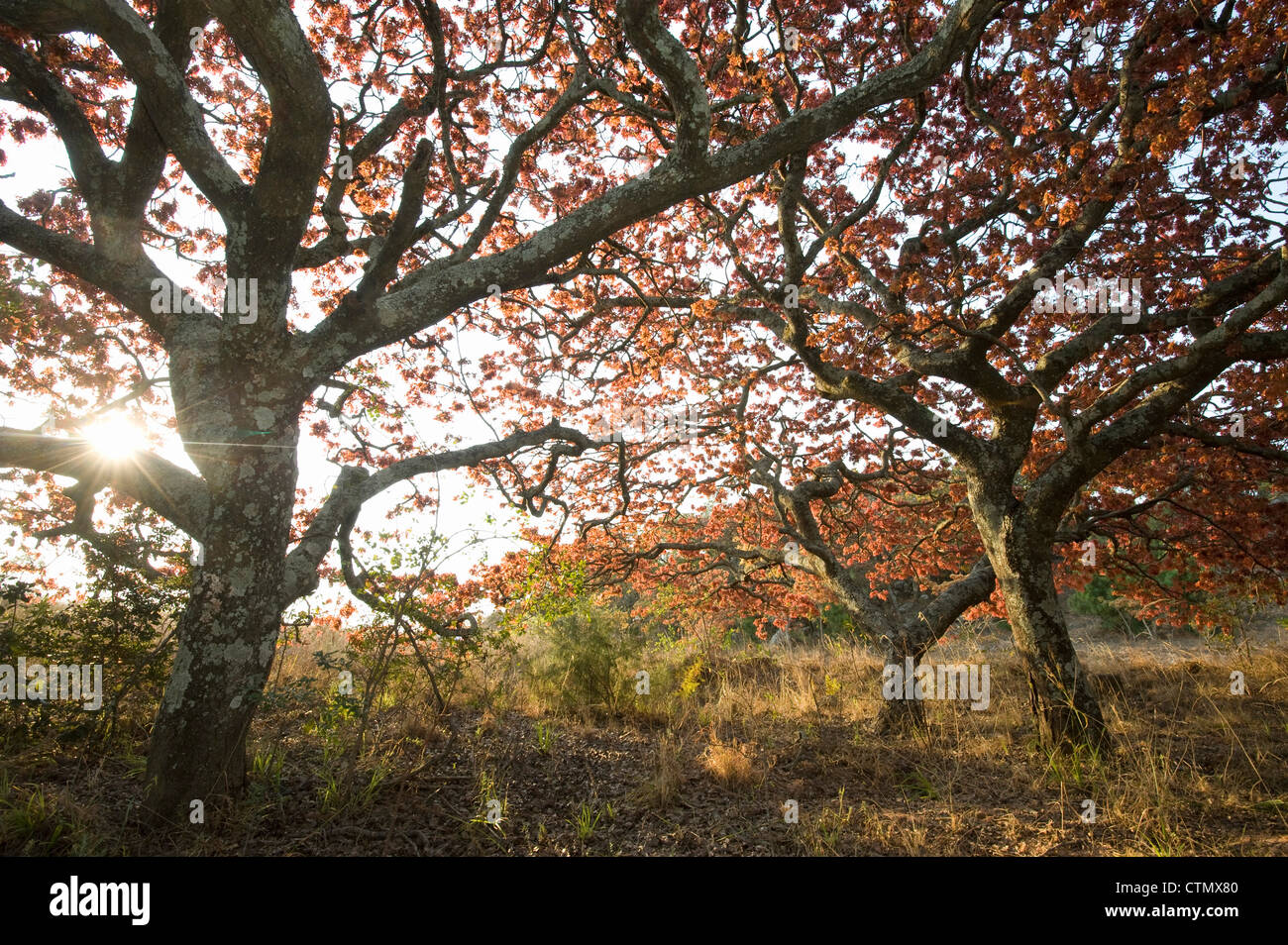 Eastern highlands hi-res stock photography and images - Alamy