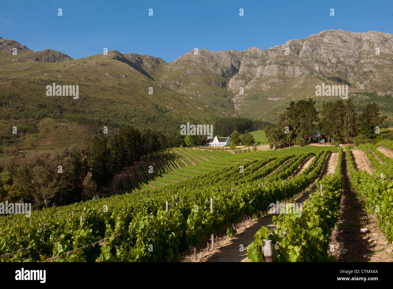 Vineyards and farm house in the beautiful Cape Winelands, Western Cape ...