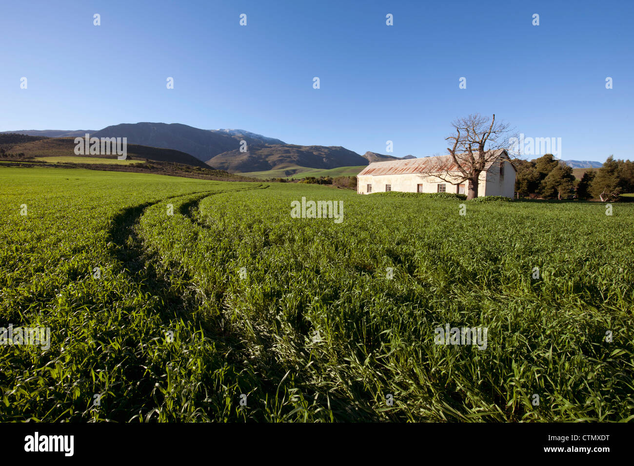 Lucerne grass hi-res stock photography and images - Alamy
