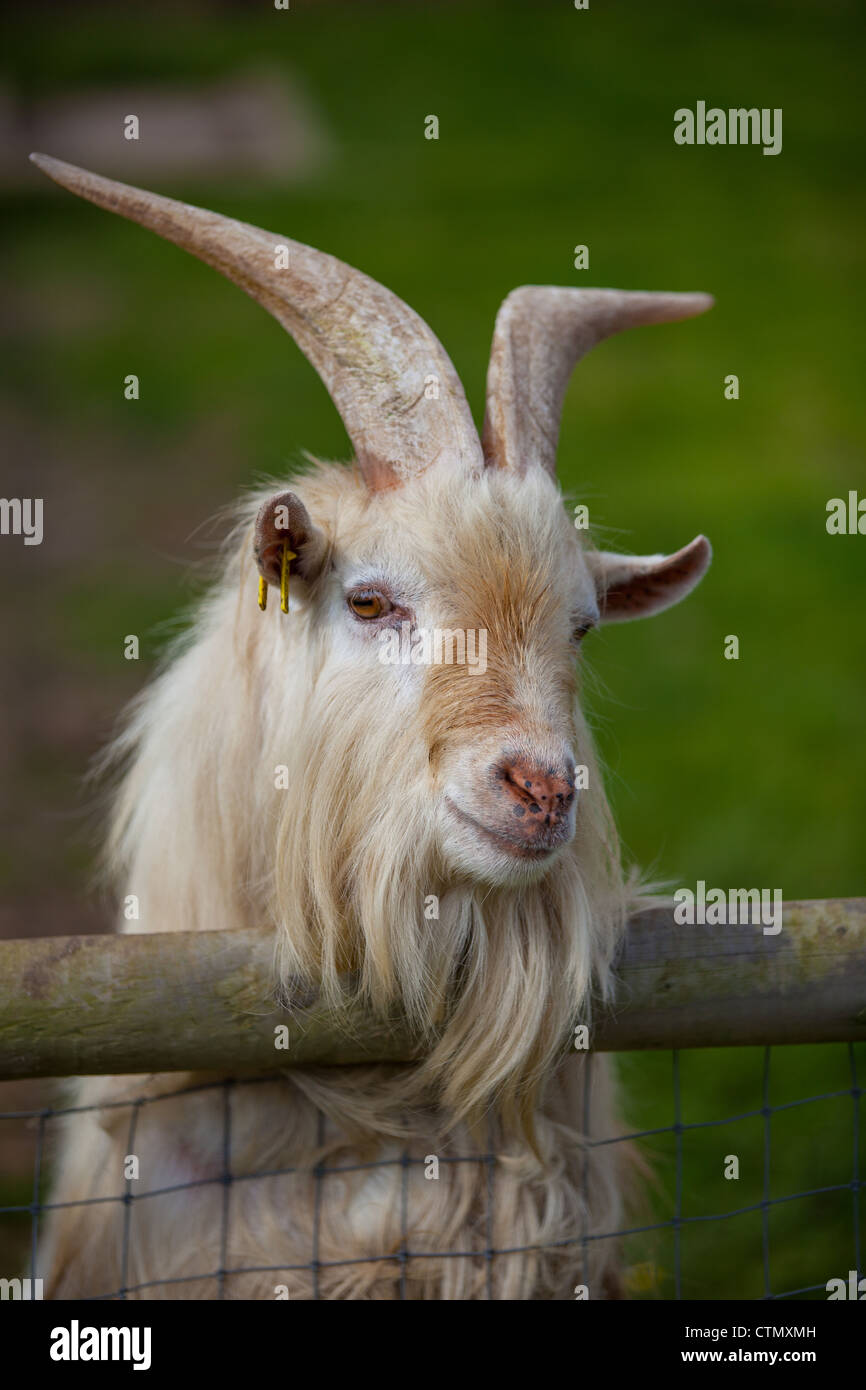 Zohan Goat Make The Face