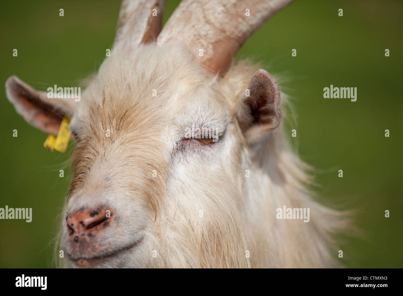 Goat head close up hi-res stock photography and images - Alamy