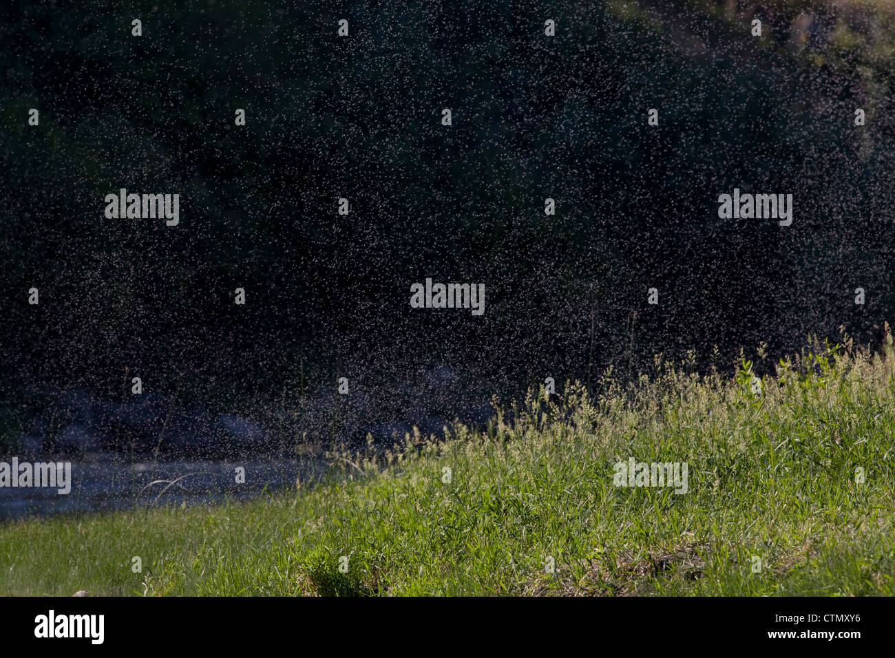 A swarm of Mayflies (Tricorythodes minutus) over an island in the ...