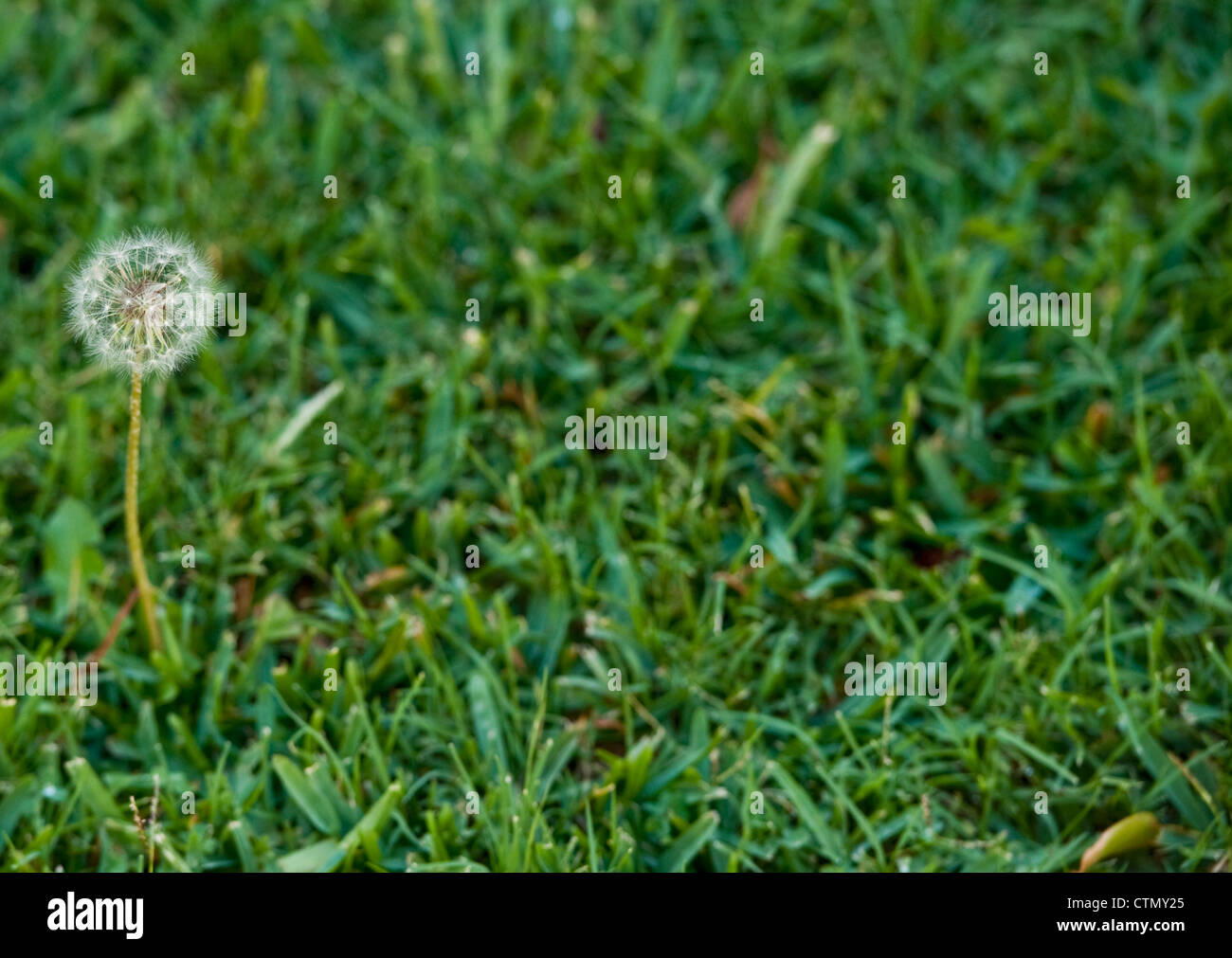 A dandelion on a lawn, Claremont, Cape Town, South Africa Stock Photo ...