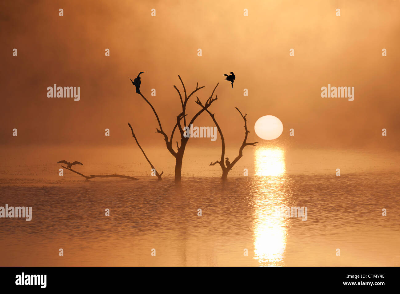 Horizontal water trees dam hi-res stock photography and images - Alamy