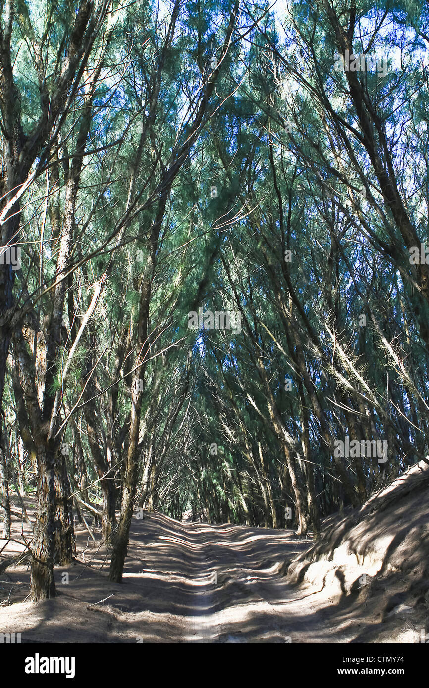 Dune forest, Sodwana Bay, KwaZulu Natal, South Africa Stock Photo - Alamy