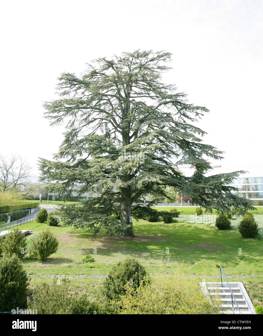 A big cedar tree in park on spring Stock Photo - Alamy
