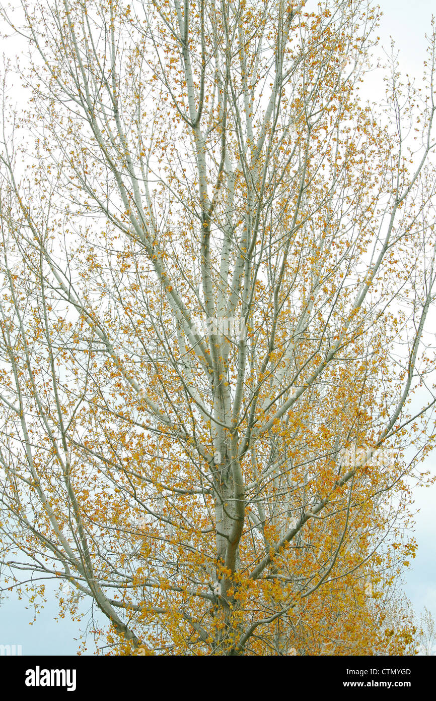 Autum magic hi-res stock photography and images - Alamy