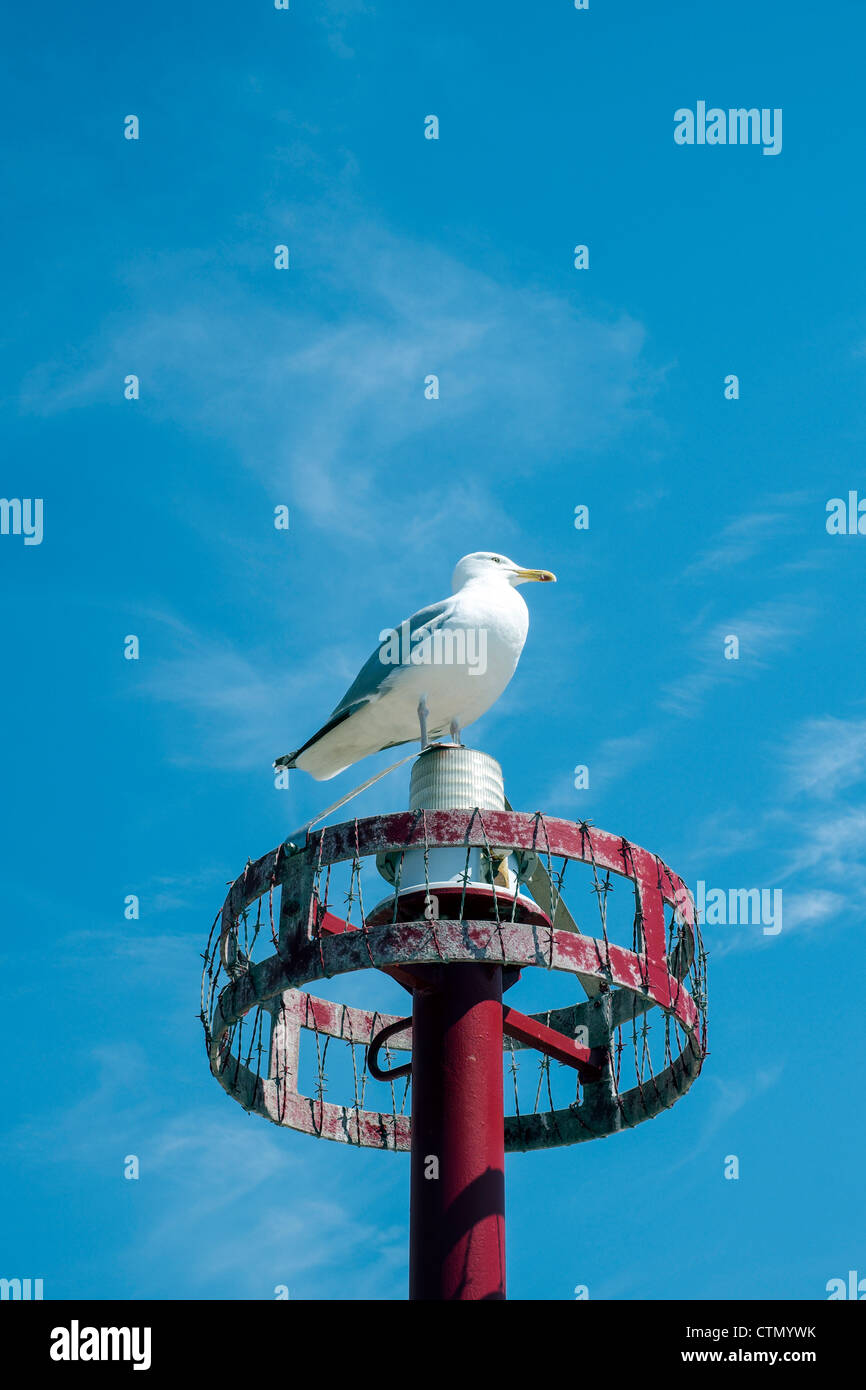 Seagull perched on top of metal post with blue sky background Stock ...