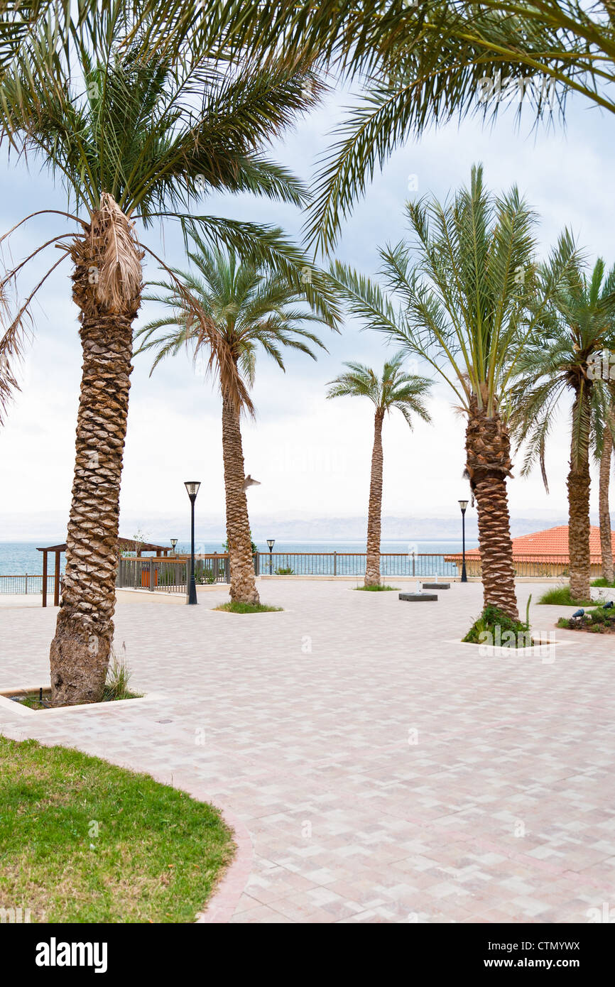 palm trees in resort on Dead Sea, Jordan Stock Photo - Alamy