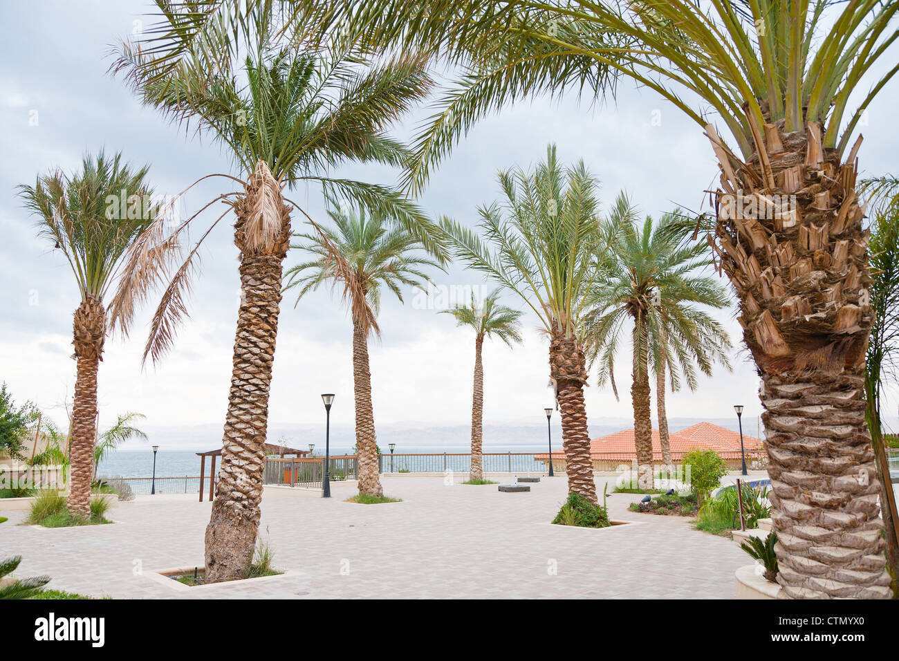 palm trees in resort on Dead Sea, Jordan Stock Photo - Alamy