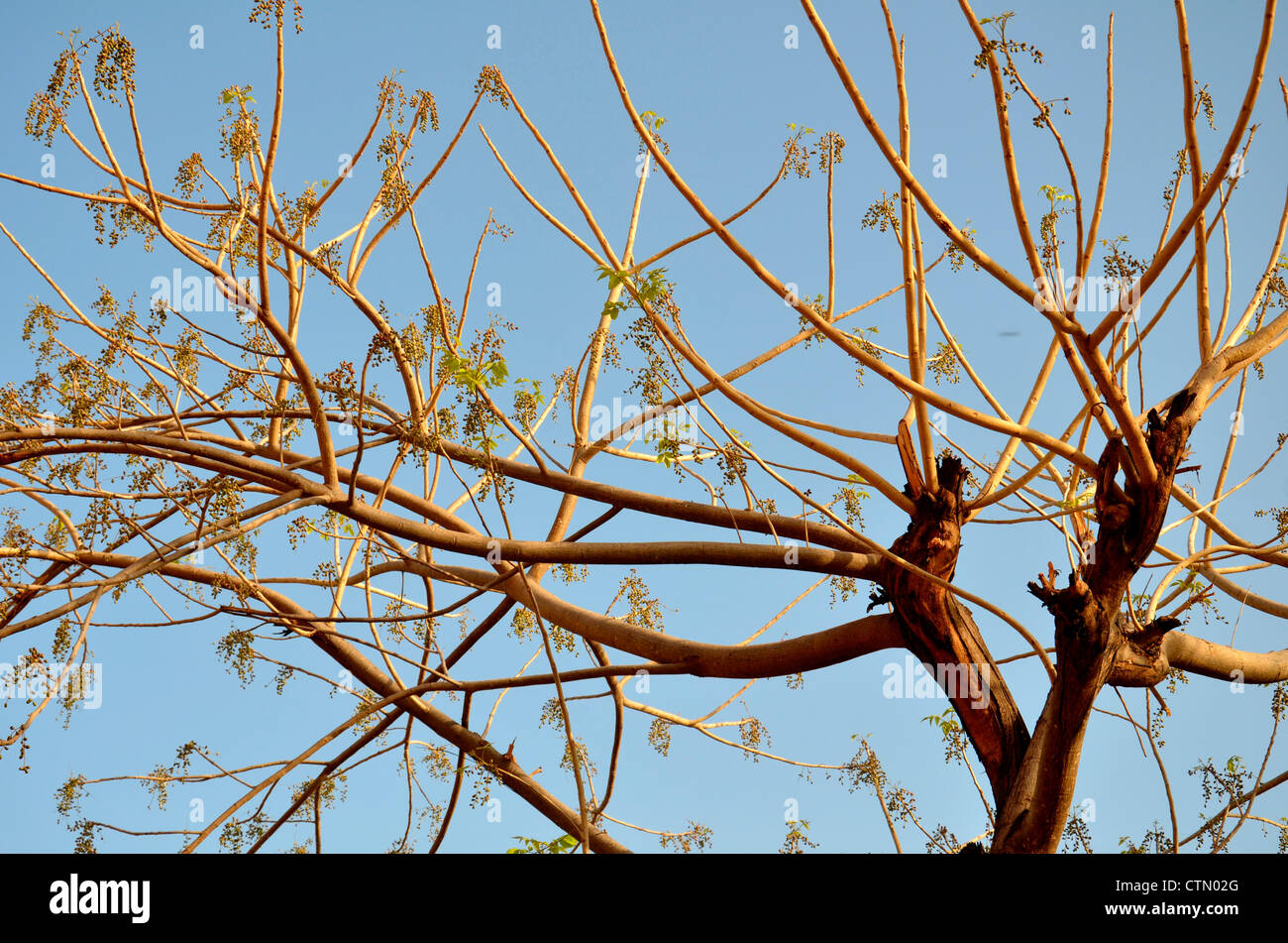A tree with less leaves Stock Photo - Alamy