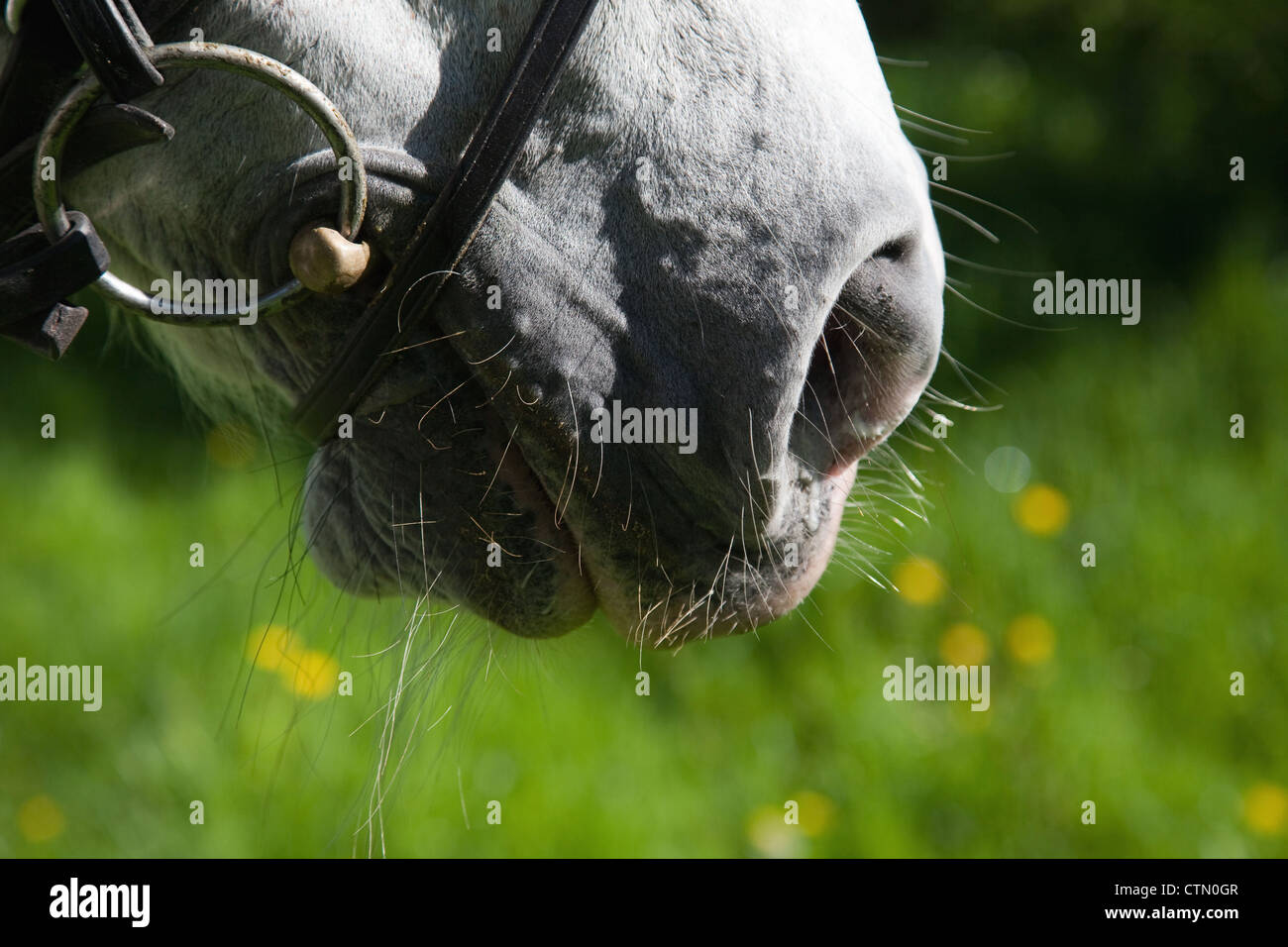 Muffle hi-res stock photography and images - Alamy